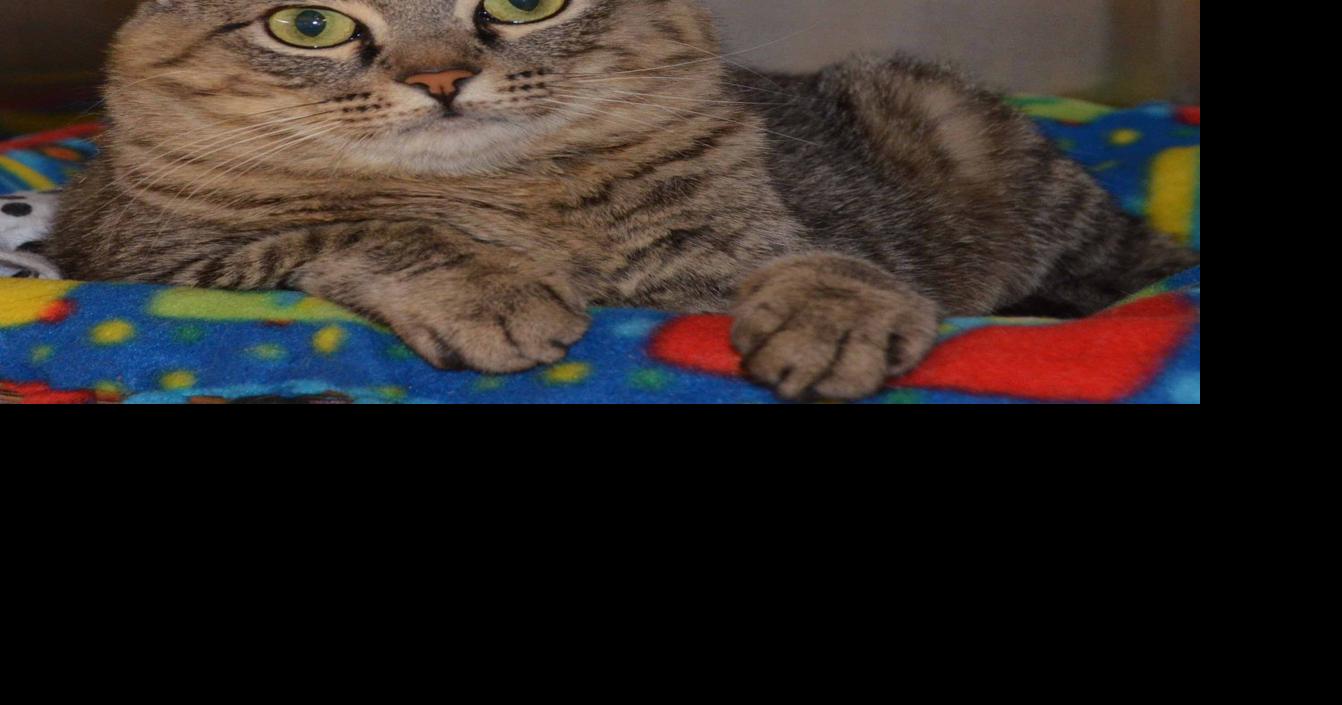 Zuzu | Pet Of The Week | independentnews.com