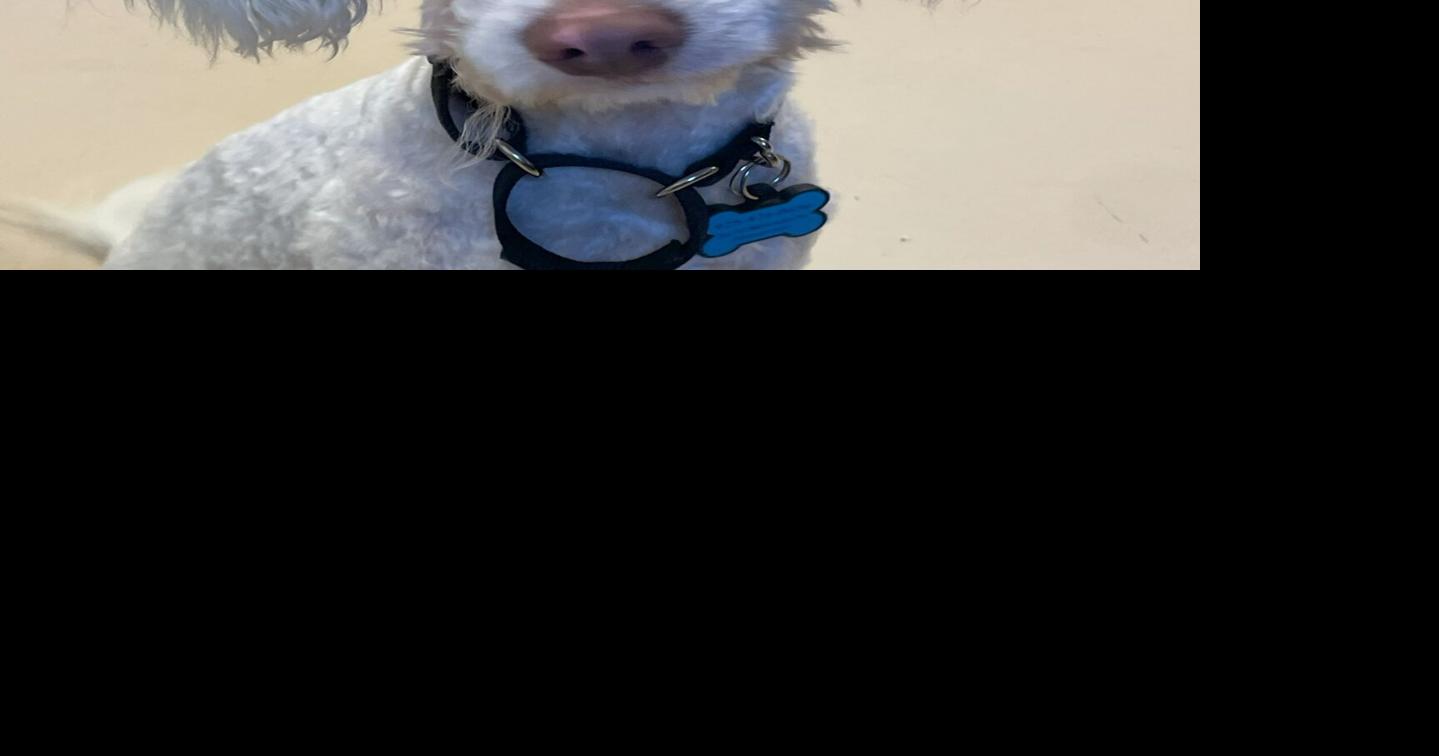 Mr. Mops | Pet Of The Week | independentnews.com