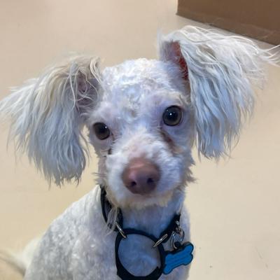 Mr. Mops | Pet Of The Week | independentnews.com