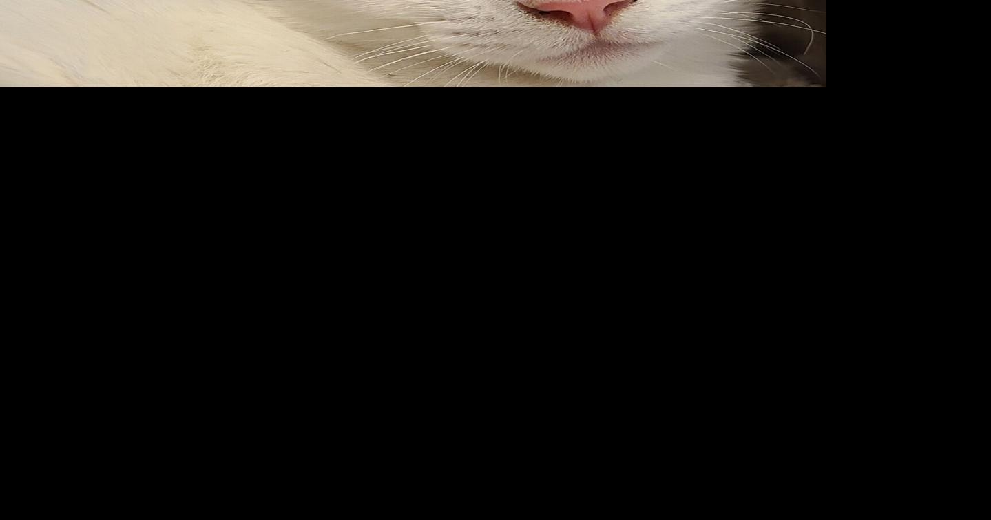 Terry McSweeney | Pet Of The Week | independentnews.com