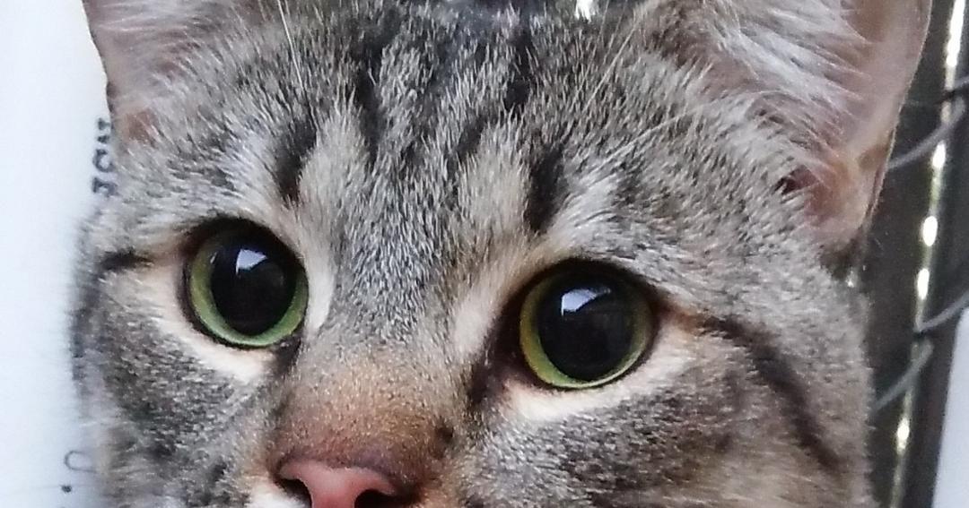 Loki | Pet Of The Week | independentnews.com