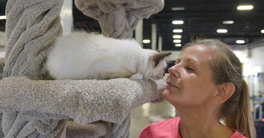 County Fairgrounds Hosts Cat Extravaganza, Rescue Event | Culture ...