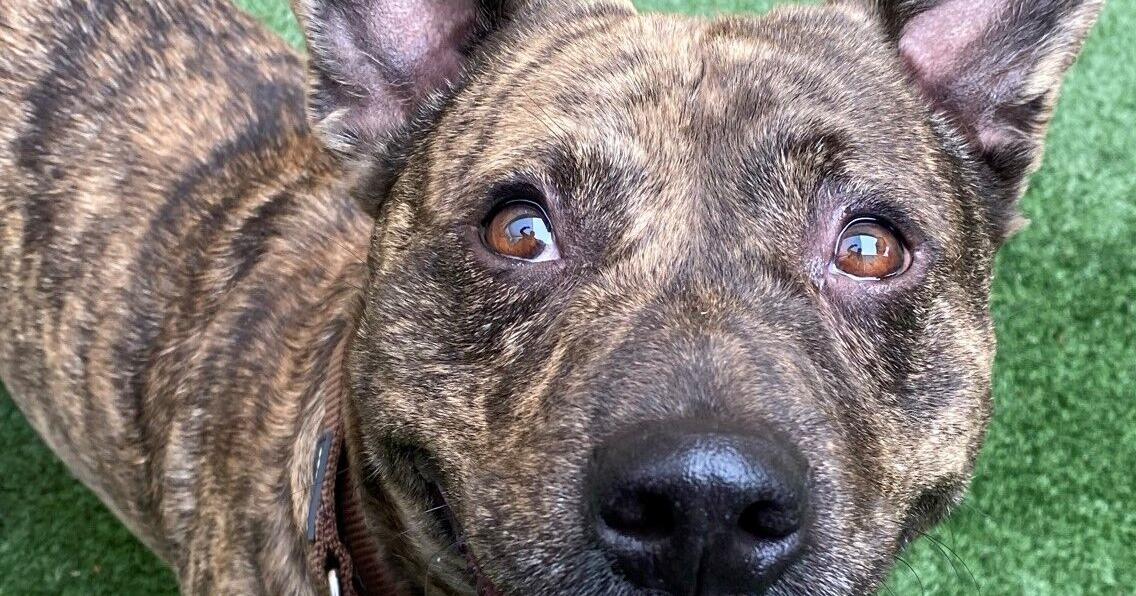 Raider | Pet Of The Week | independentnews.com