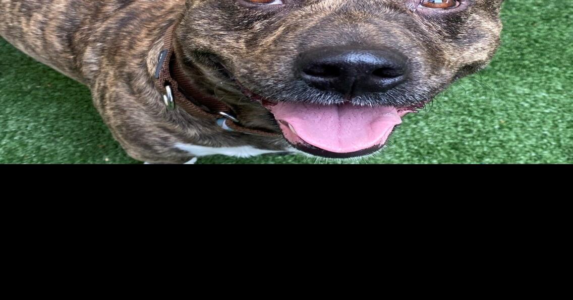 Raider | Pet Of The Week | independentnews.com