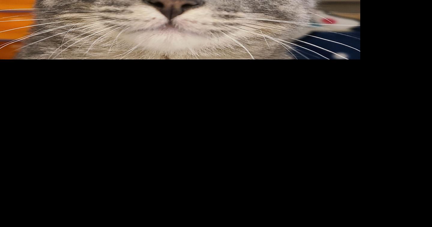 Rob Mayeda | Pet Of The Week | independentnews.com