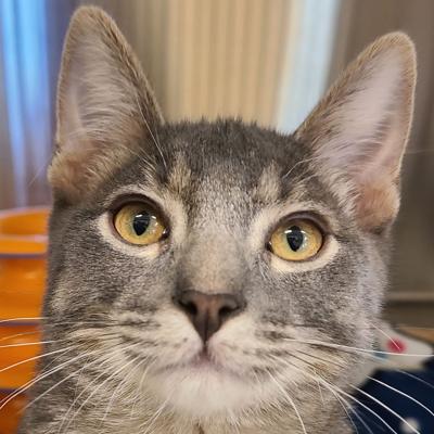 Rob Mayeda | Pet Of The Week | independentnews.com