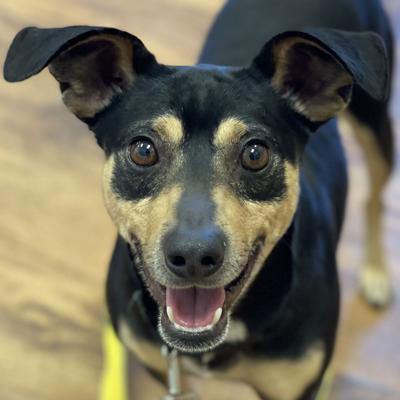 Wonderful Colt | Pet Of The Week | independentnews.com