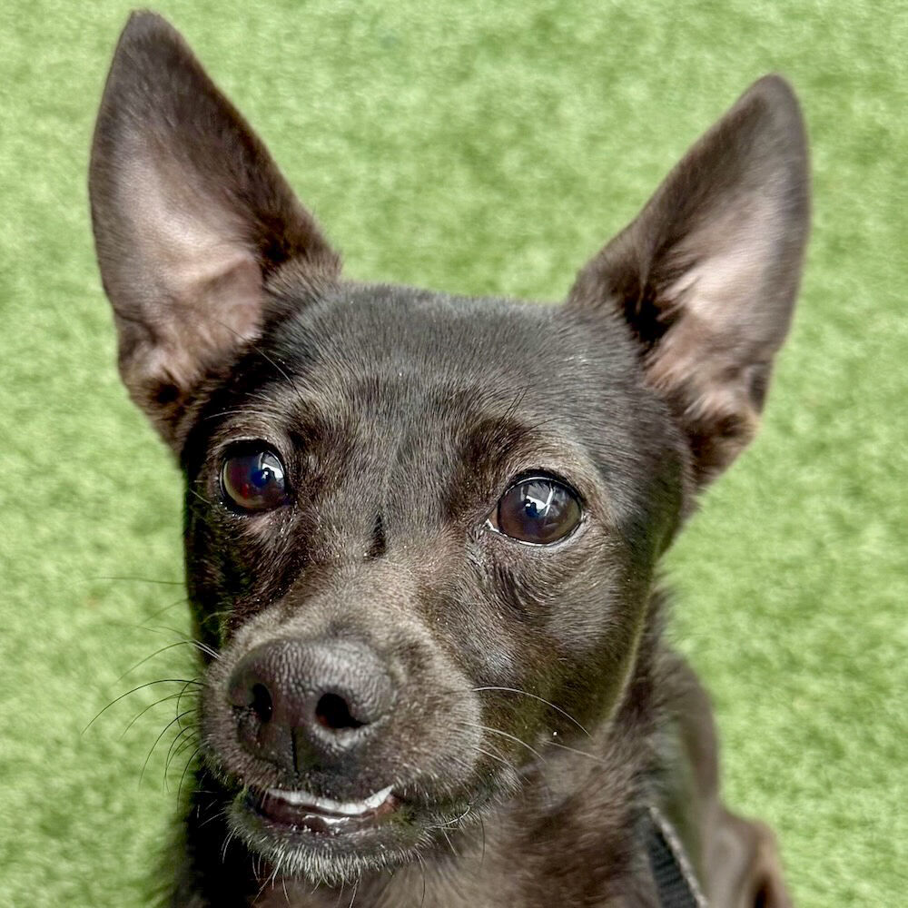 Fruit Bat | Pet Of The Week | independentnews.com