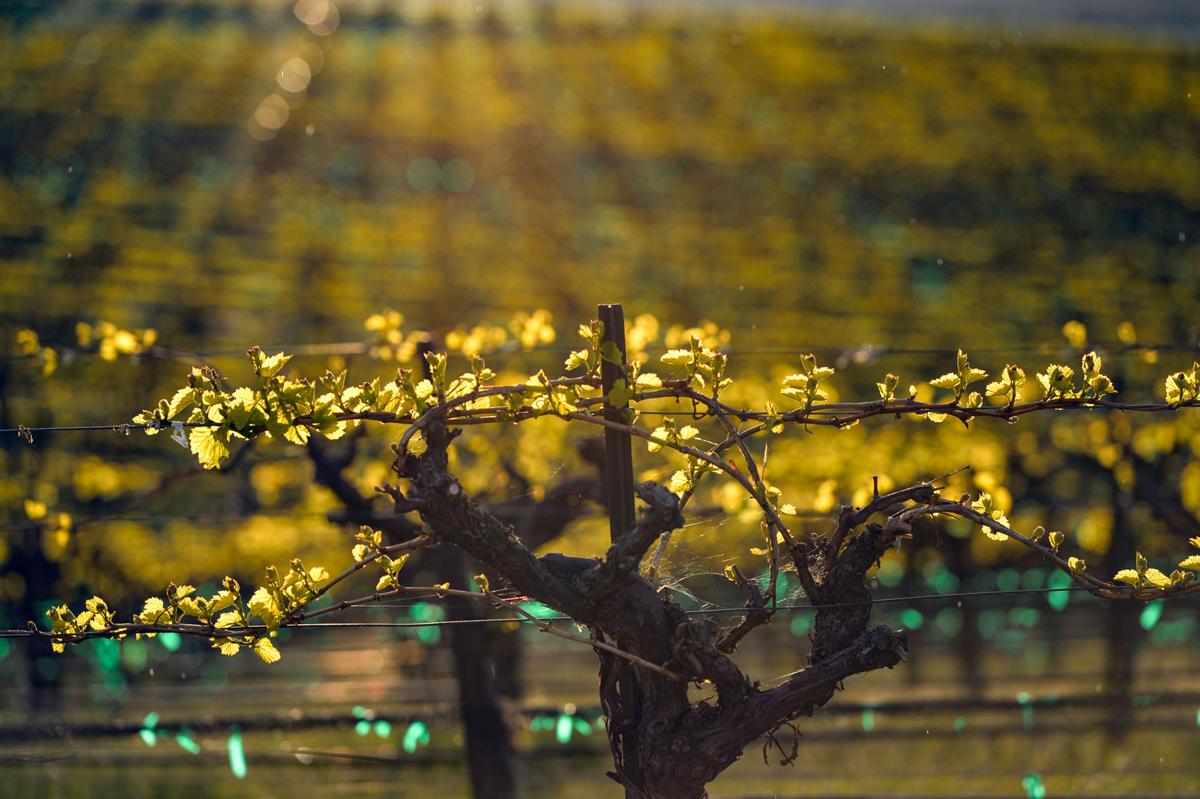 Beautiful Livermore Captured by Our Photographer, Doug Jorgensen ...