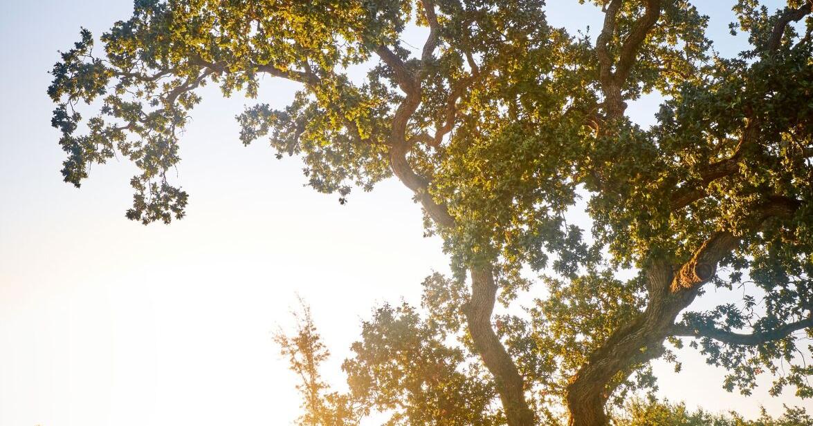 Pleasanton Library and Recreation Department to Celebrate Alviso Adobe ...