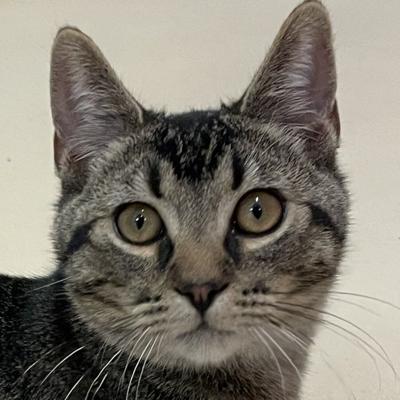 Marcus Washington | Pet Of The Week | independentnews.com