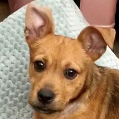 Eureka - Pet of the Week | Pet Of The Week | independentnews.com