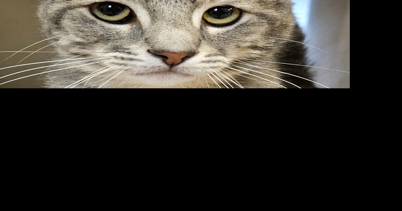 Adorable Aaron! | Pet Of The Week | independentnews.com