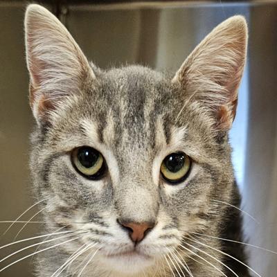 Adorable Aaron! | Pet Of The Week | independentnews.com