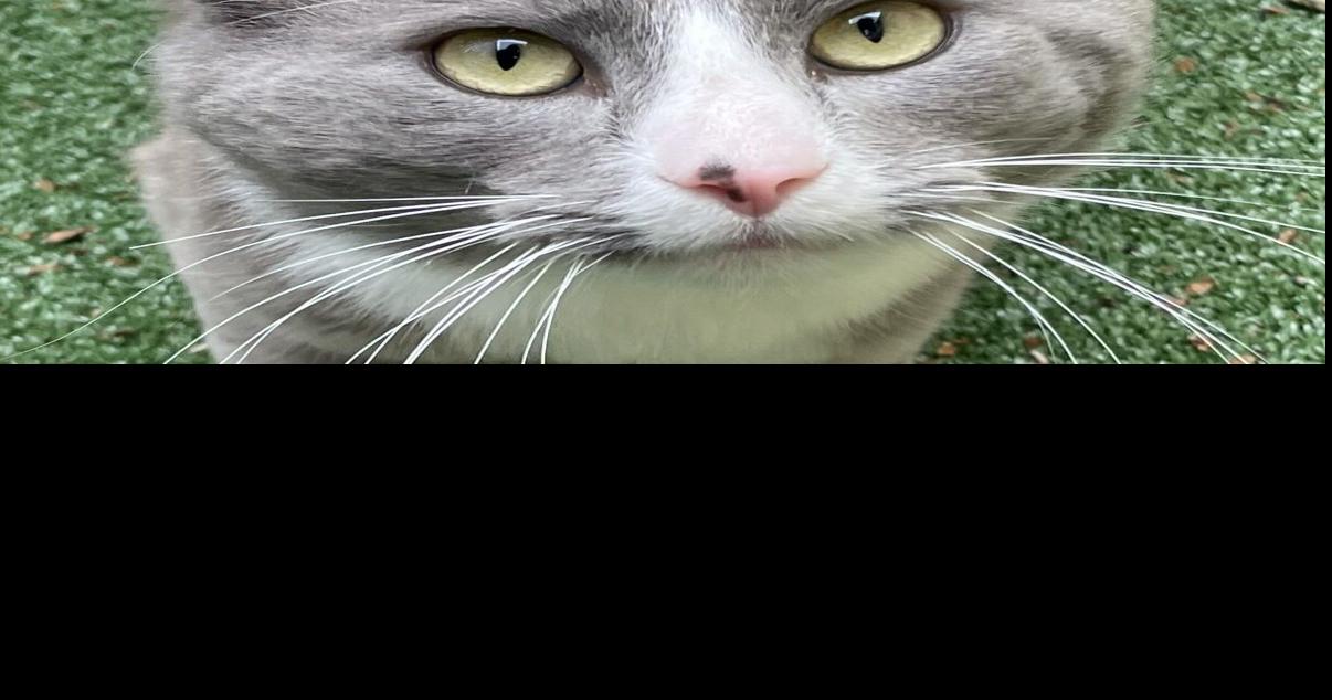 Pepe | Pet Of The Week | independentnews.com