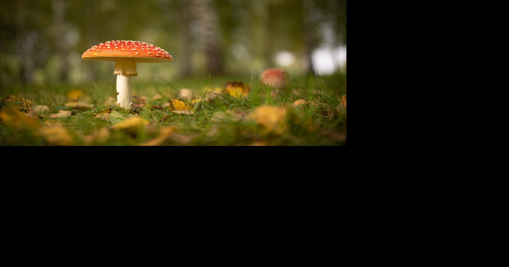 Annual Wild Mushroom Warning in Parklands | Community News ...