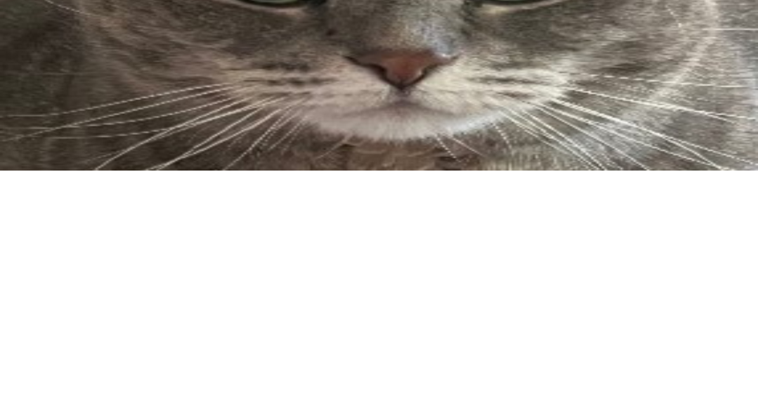 Delightful Izzy | Pet Of The Week | independentnews.com