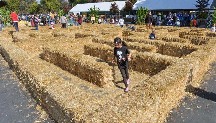 G&M Farms Hosts Pumpkin Patch, Corn Maze | Culture | independentnews.com