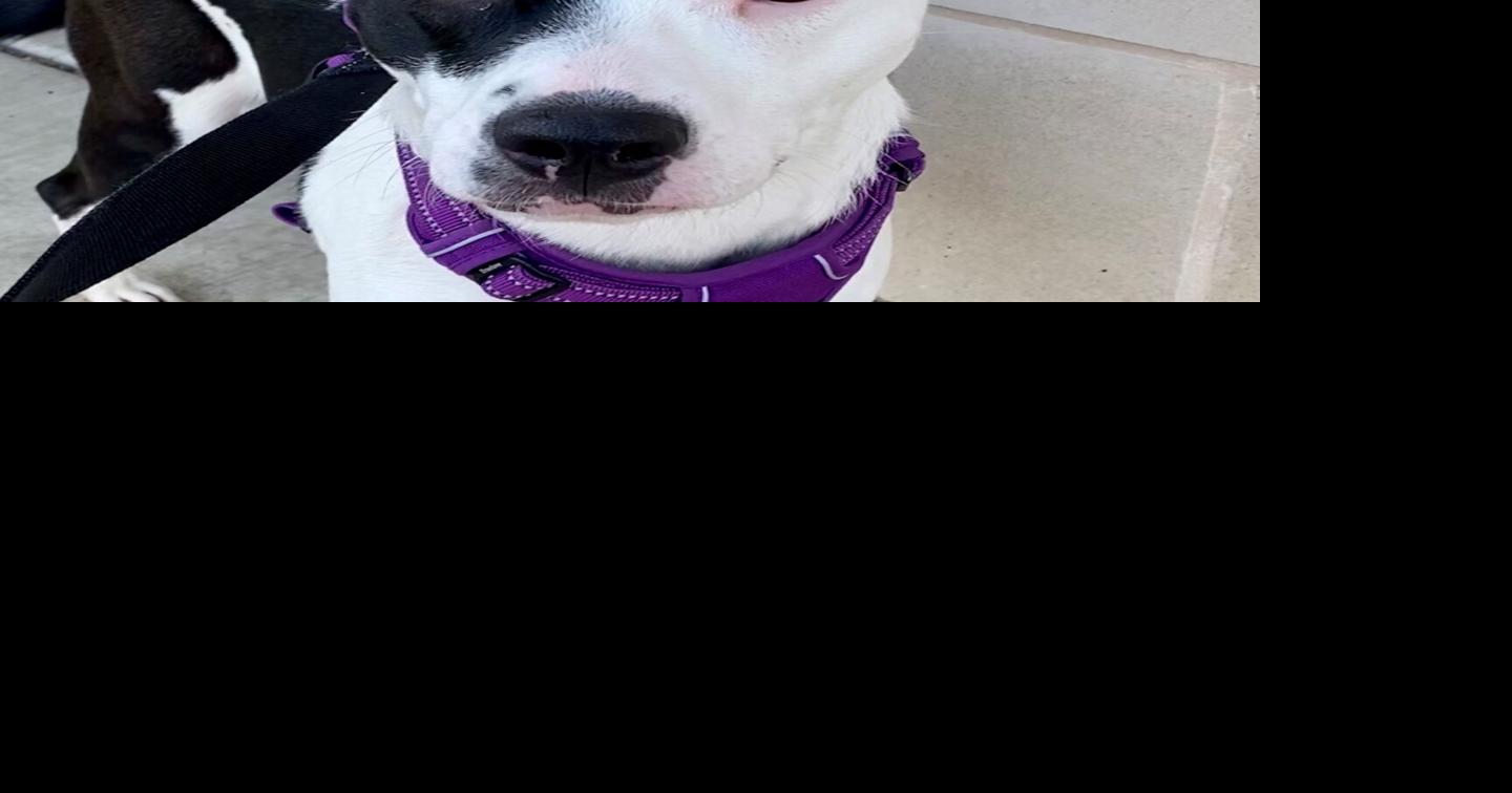 Pet of the Week - Nikki | Pet Of The Week | independentnews.com