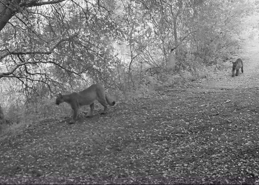 Mountain Lion Spotted Near Pleasanton, Caught On Infrared Camera ...