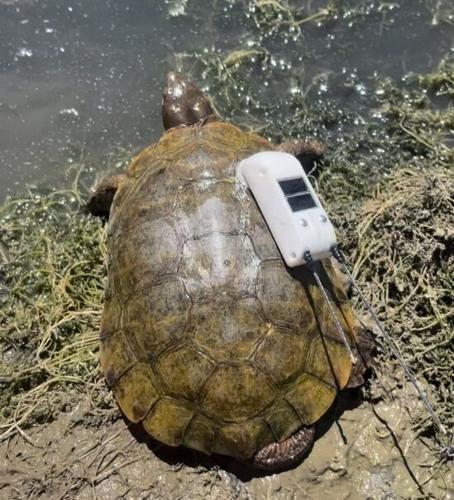 Alameda County Resource Conservation District to Track Western Pond ...