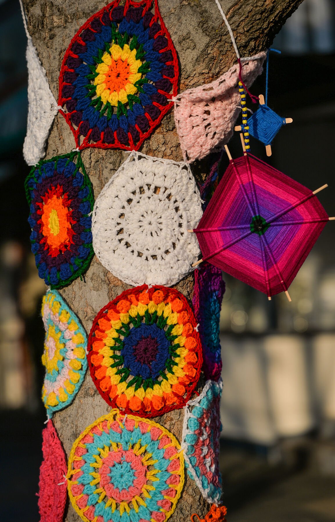 Once Again, The Trees are Dressed with Colorful Sweaters ...