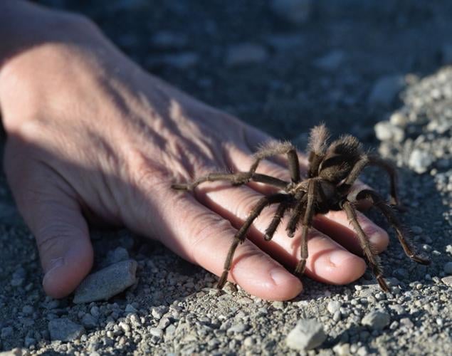 Tarantulas Looking for Love in All the Wrong Places | Community News ...