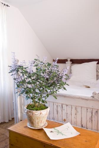 Tovah Martin redefines indoor gardening with 'unexpected' plants | Arts ...