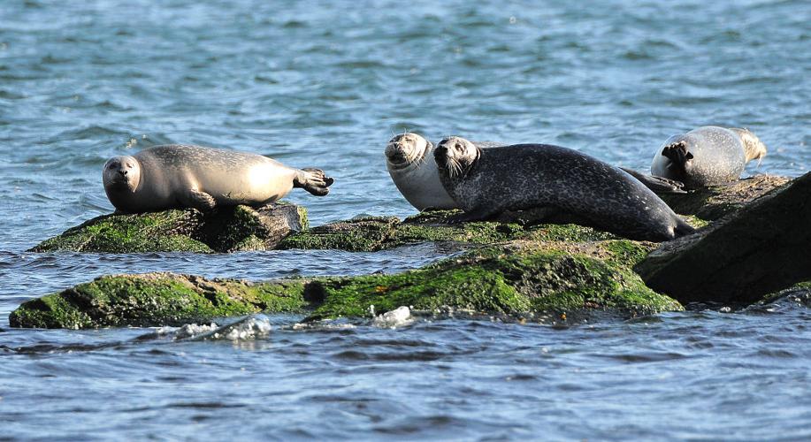 Backyard & Beyond: Time to watch for harbor seals | Arts & Living ...