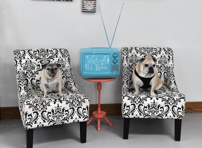 New Digs for Old Dogs | The Who | independentri.com