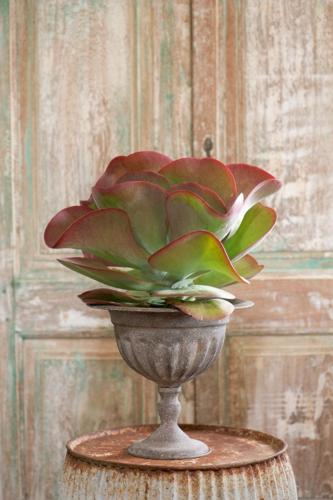 Tovah Martin redefines indoor gardening with 'unexpected' plants | Arts ...