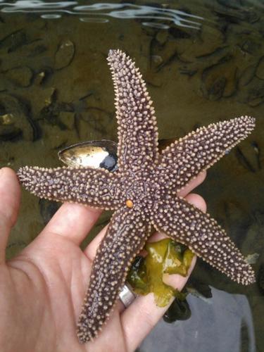 starfish examples