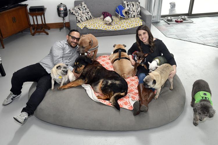 New Digs for Old Dogs | The Who | independentri.com