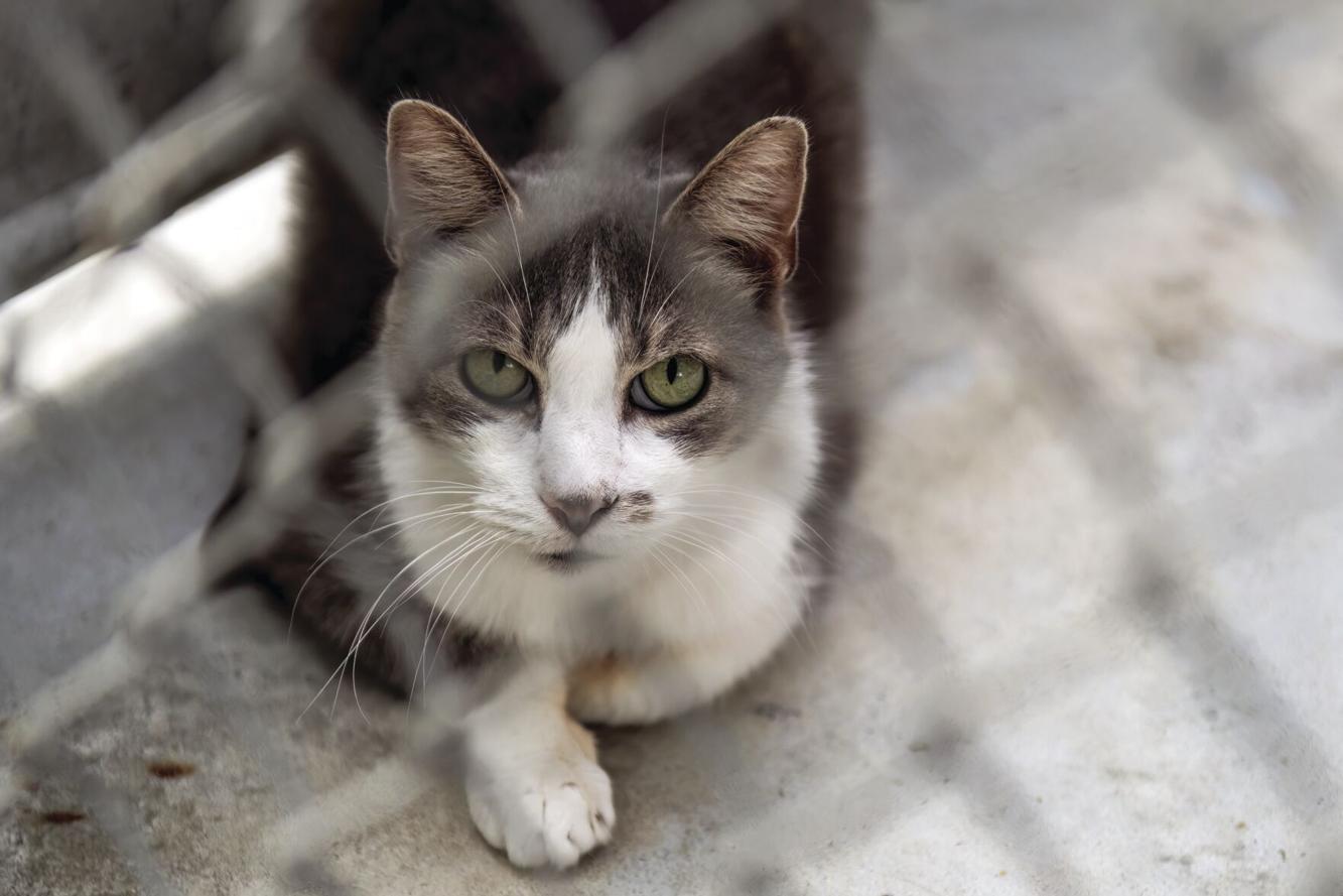 North Kingstown Pet Refuge