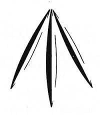 St. Bernard’s white pine and the King’s Broad Arrow mark | Opinion ...