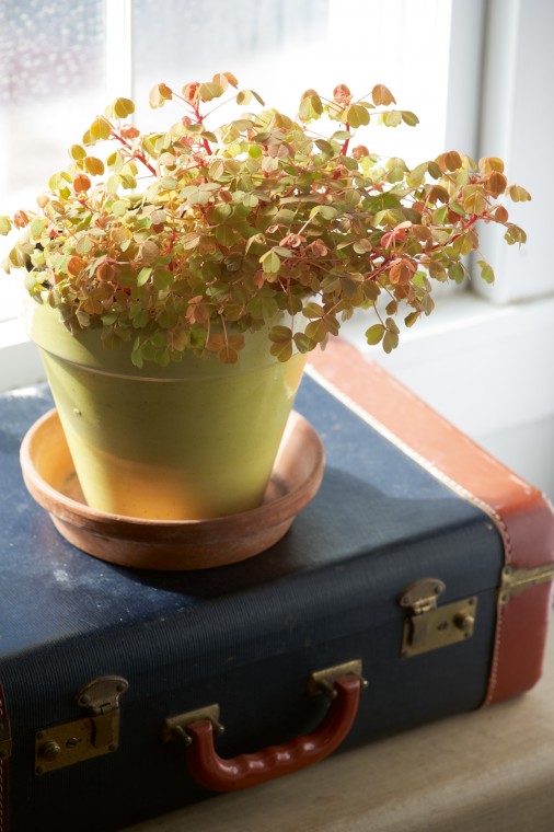 Tovah Martin redefines indoor gardening with 'unexpected' plants | Arts ...
