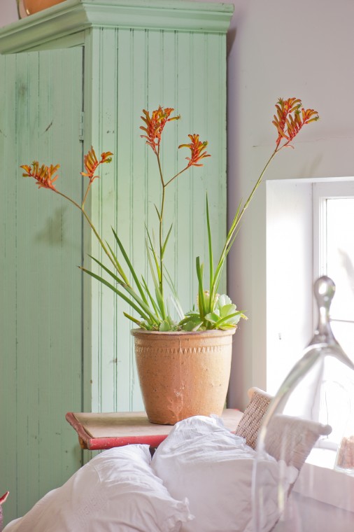 Tovah Martin redefines indoor gardening with 'unexpected' plants | Arts ...