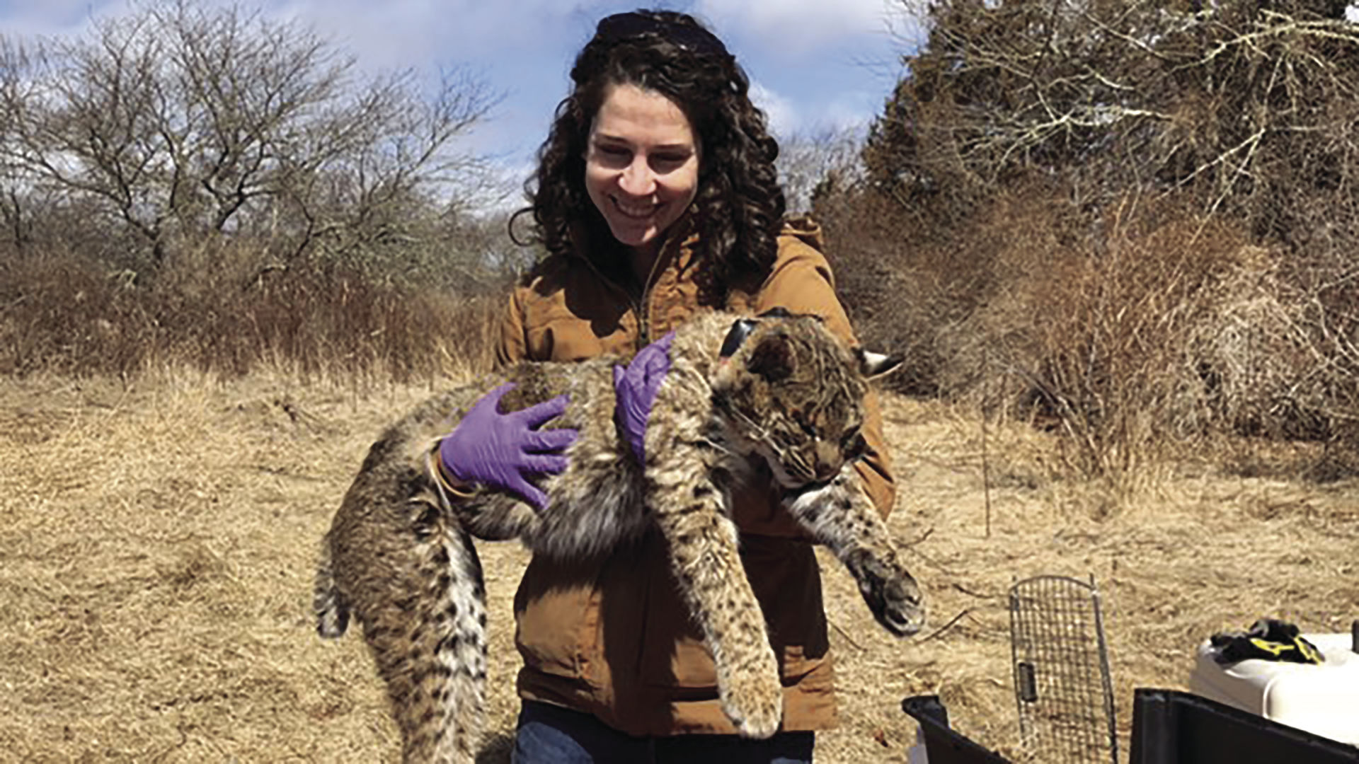 On the Prowl: URI scientist Amy Mayer tracks bobcats across Southern ...