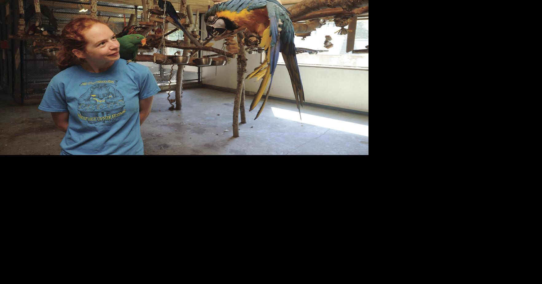 Flock Together: Foster Parrots help forgotten birds spread their wings ...