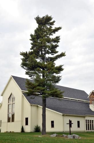 St. Bernard’s white pine and the King’s Broad Arrow mark | Opinion ...