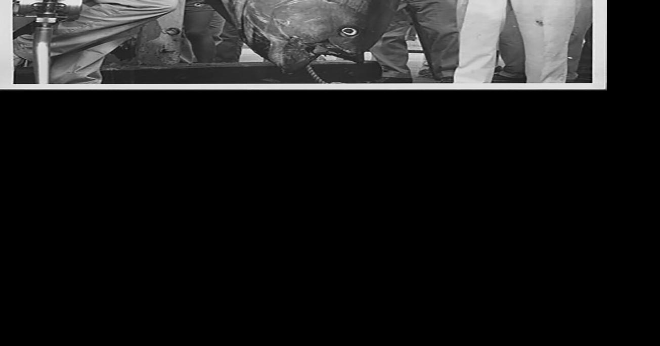 The View From Swamptown: A tribute to the Splendid Splinter and the ...