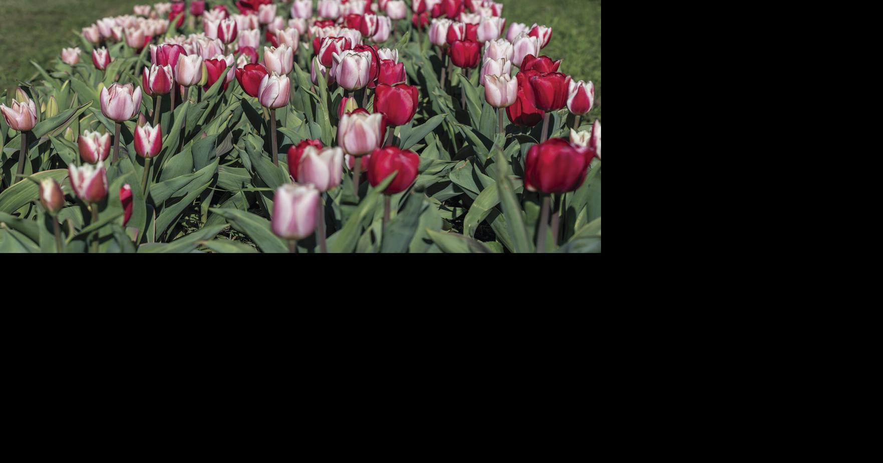 At Wickford Tulips in Exeter, there’s no better time than now to see ...