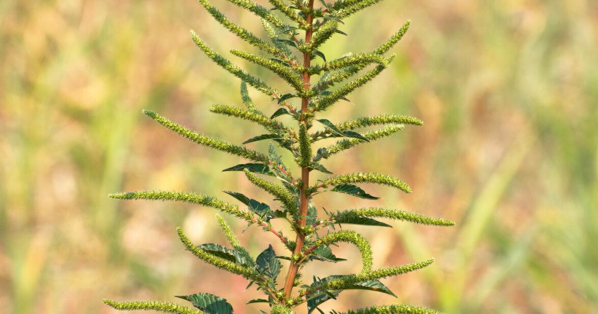 How Spokane’s Noxious Weed Control Board detected highly invasive ...