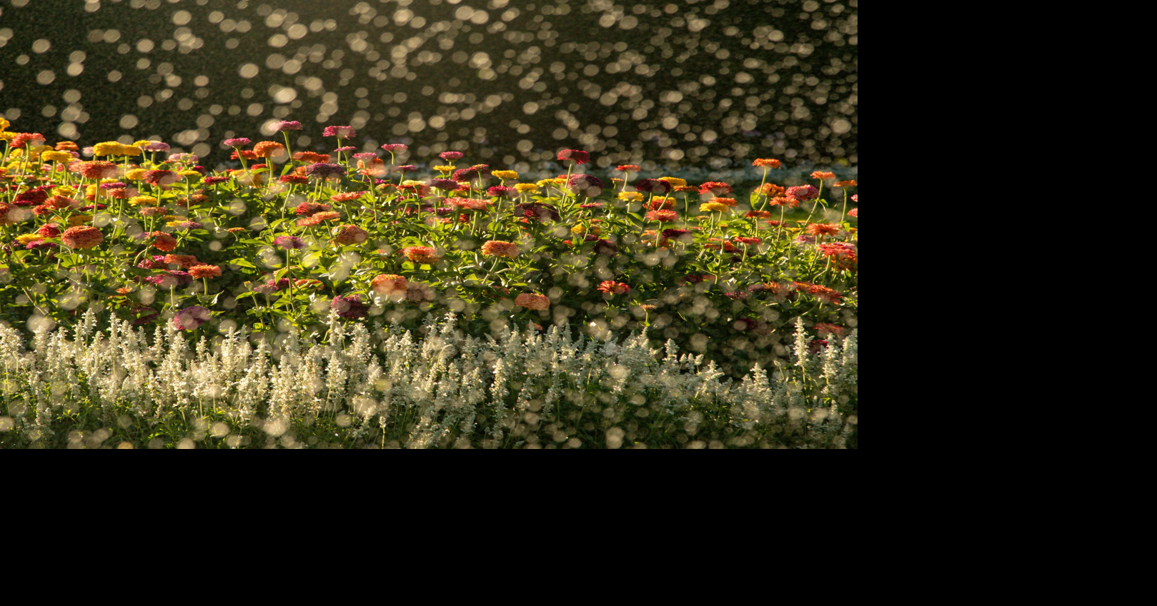 Manito Park’s Duncan Garden requires a year of planning and more than ...