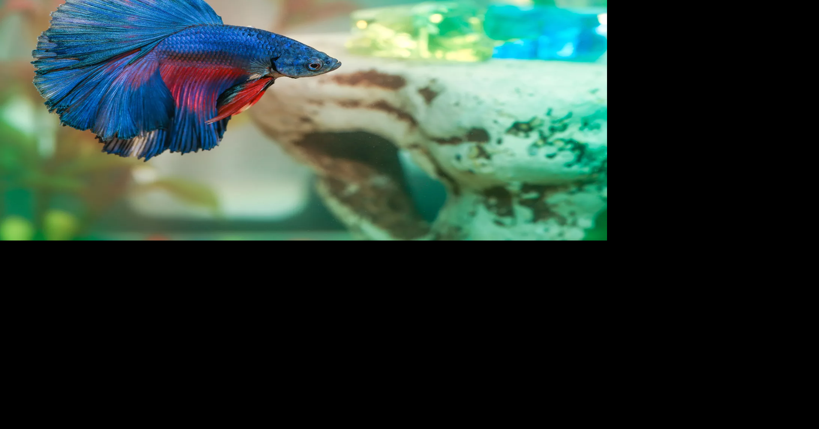 betta fish recognize owner
