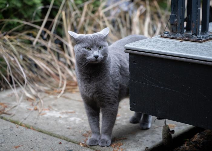 Customers can find Red Dragon’s two mascots, Wonton and Peapod, cozied ...