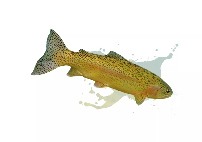 Swimming with the Spokane River's signature fish — a living symbol of ...