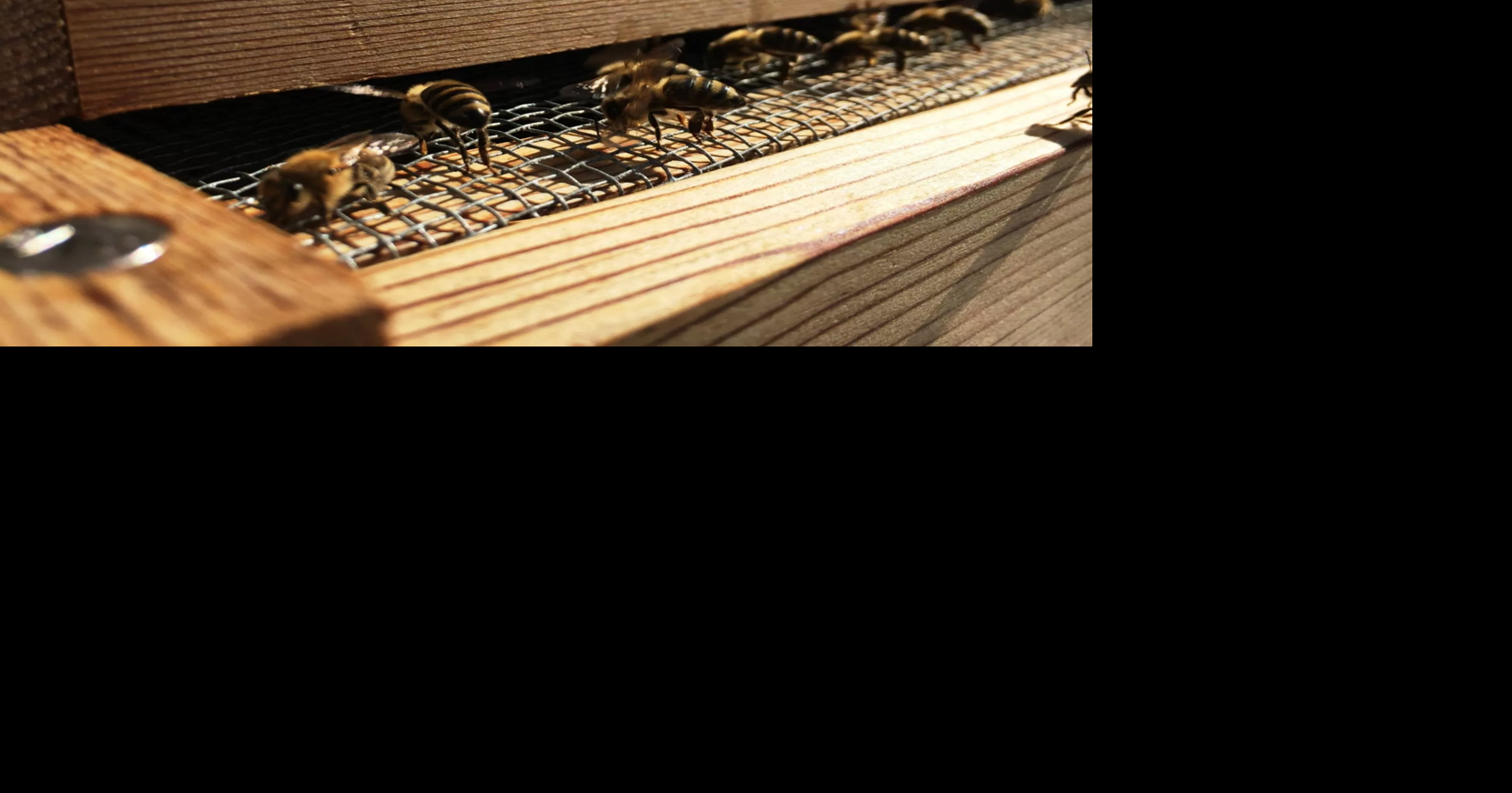 Bee die-off hits Idaho, Avista sued for South Hill erosion, and other headlines | News ...