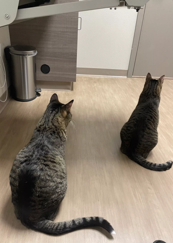 Coping with cats who don't like poking and prodding | Health | inlander.com