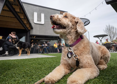 Check out these 15 dog-friendly patios in and around Spokane | Food ...